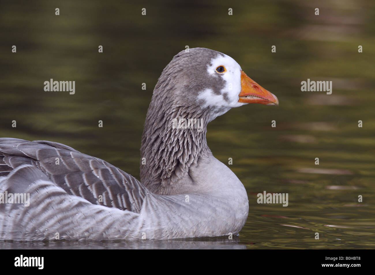 goose swimming in the lake Stock Photo - Alamy