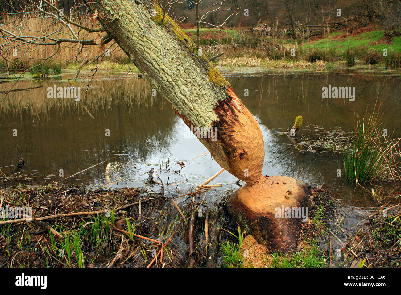 Beaver Felling Tree High Resolution Stock Photography and Images - Alamy