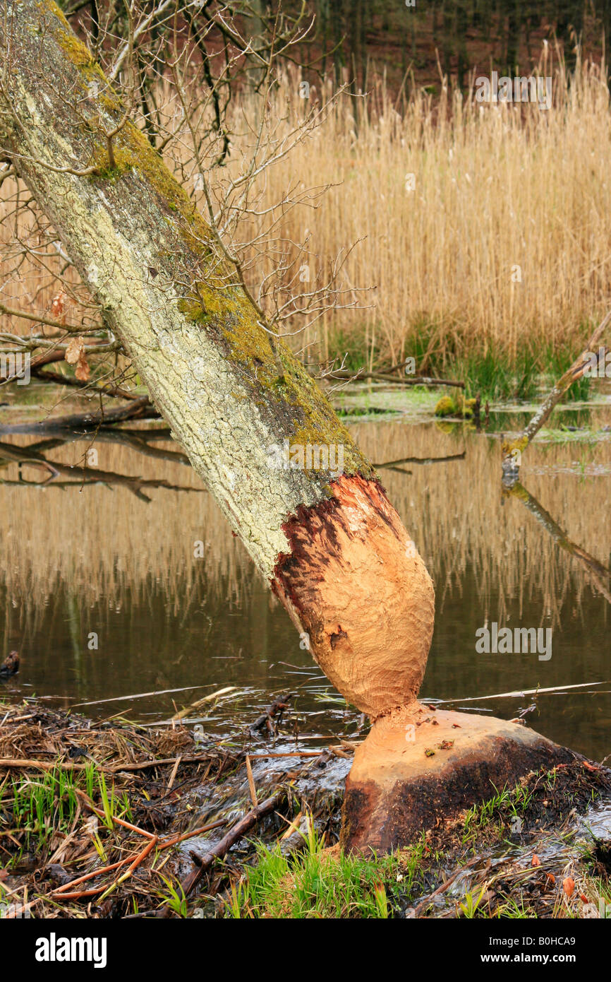 Beaver Felling Tree Stock Photos & Beaver Felling Tree Stock Images - Alamy