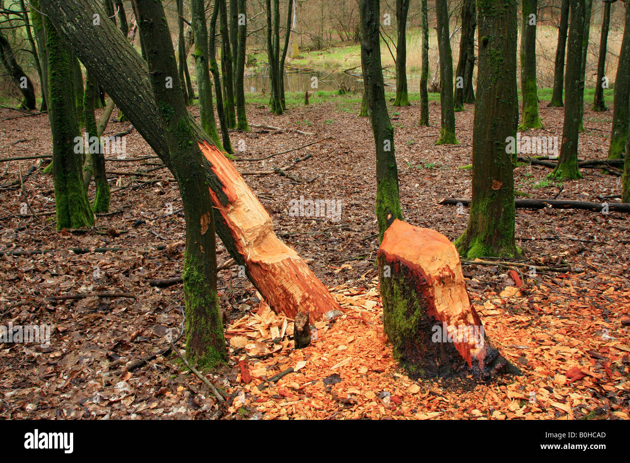 Castor fiber wood hi-res stock photography and images - Alamy