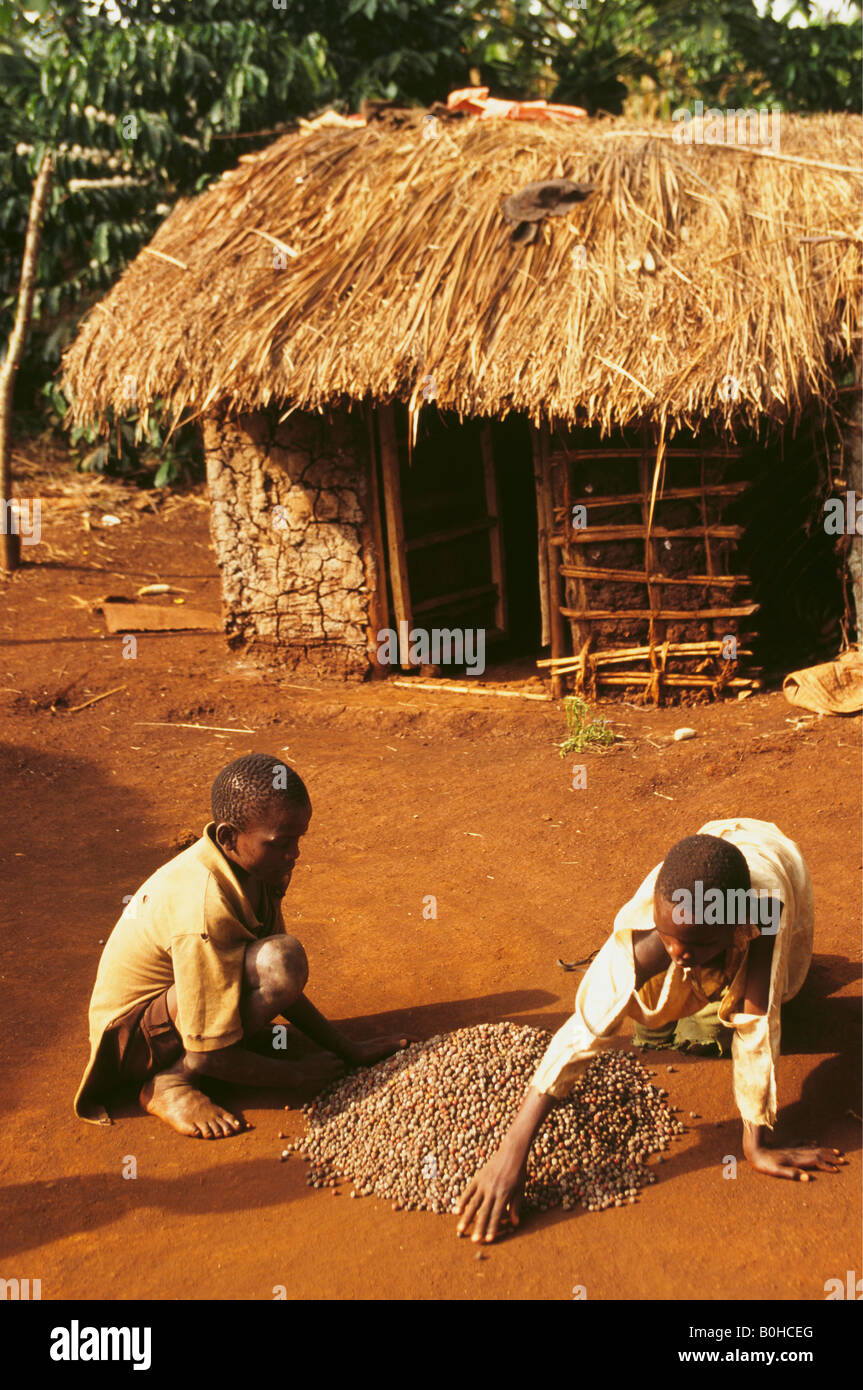 Two children sorting and drying coffee beans outside a hut, Mukono ...