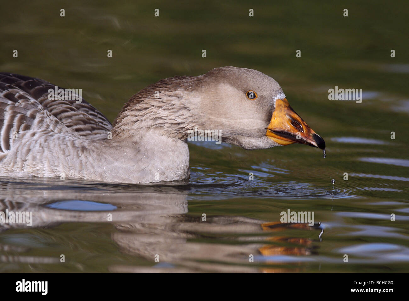goose swimming in the lake Stock Photo - Alamy
