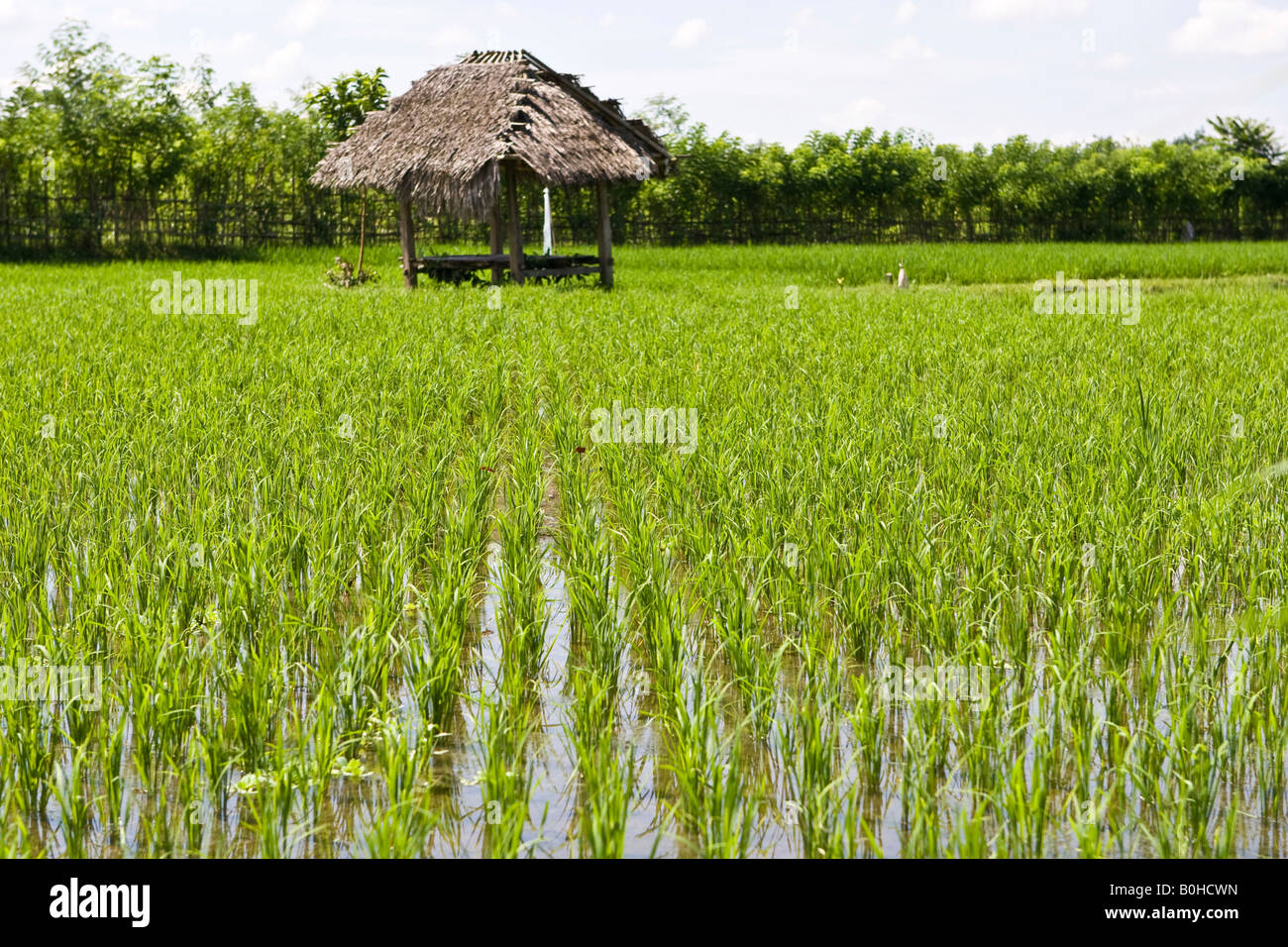 Rice growing in fields, rice patties, Lombok Island, Lesser Sunda ...