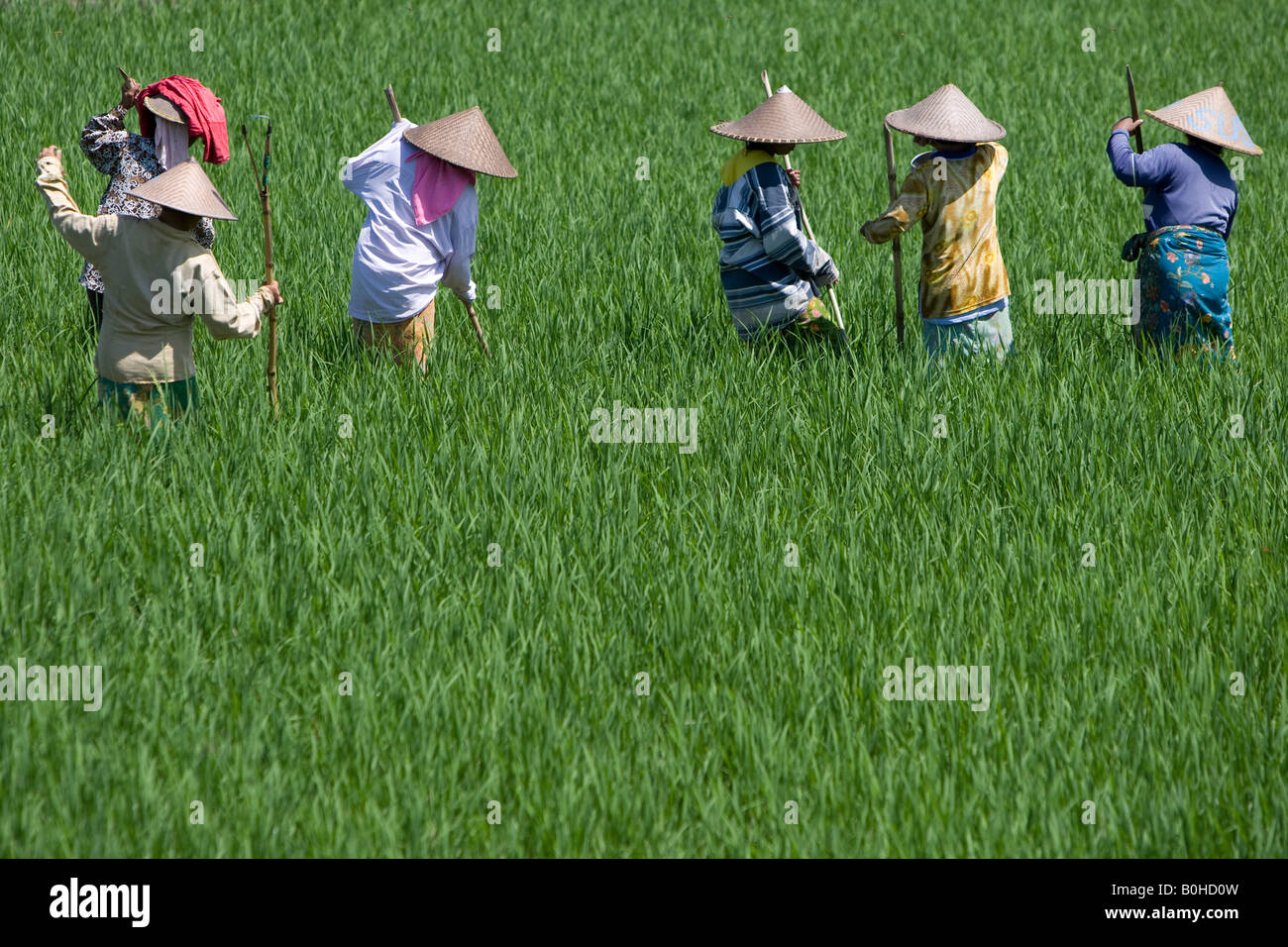 Rice farmers working in a rice field, rice paddy, Lombok Island, Lesser ...