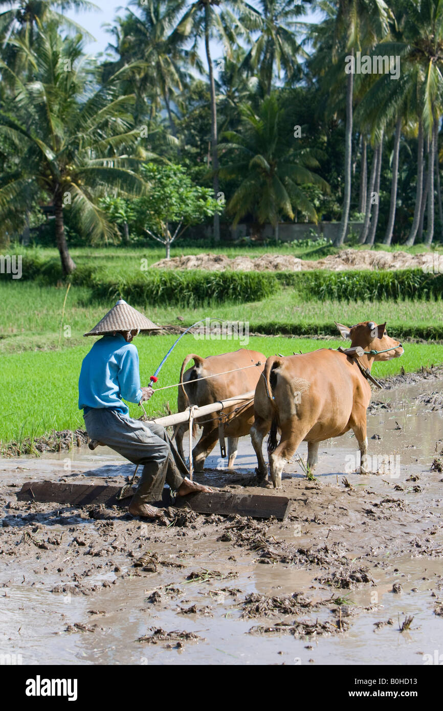 Rice farmer working rice field, rice paddy with two oxen and a wooden ...