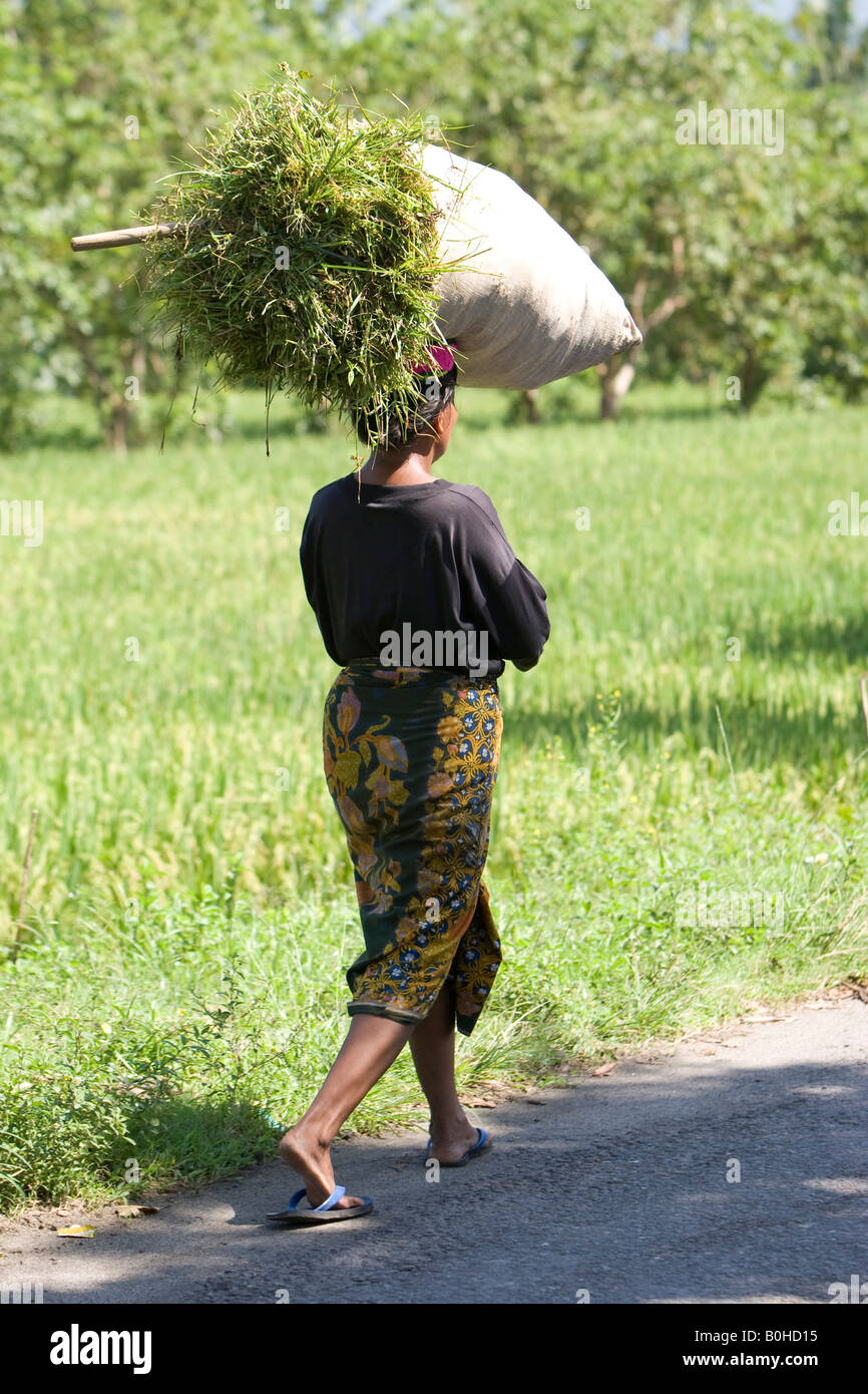 Woman carrying a sack filled with grass on her head, Lombok Island ...