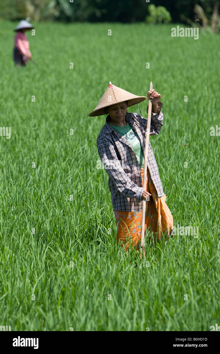 Rice farmers working in a rice field, rice paddy, Lombok Island, Lesser ...