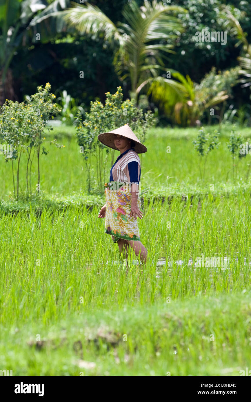Female rice farmer working a rice field, rice paddy near Gunung Sari ...
