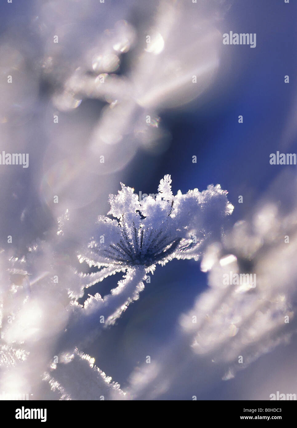 White hoar frost ice crystals formed on a Chervil (Apiaceae), Black ...