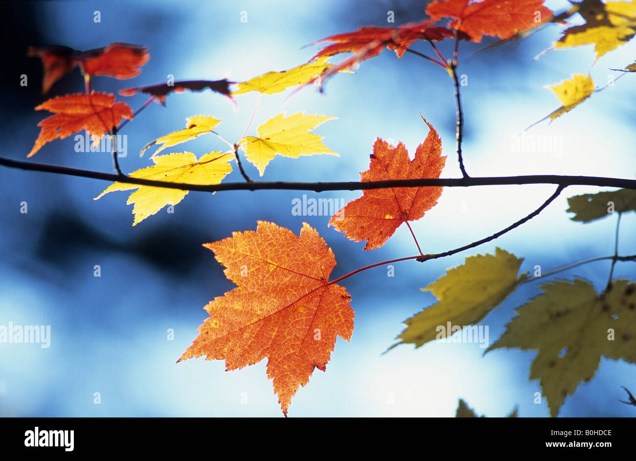 Acer saccharum plant canada hi-res stock photography and images - Alamy