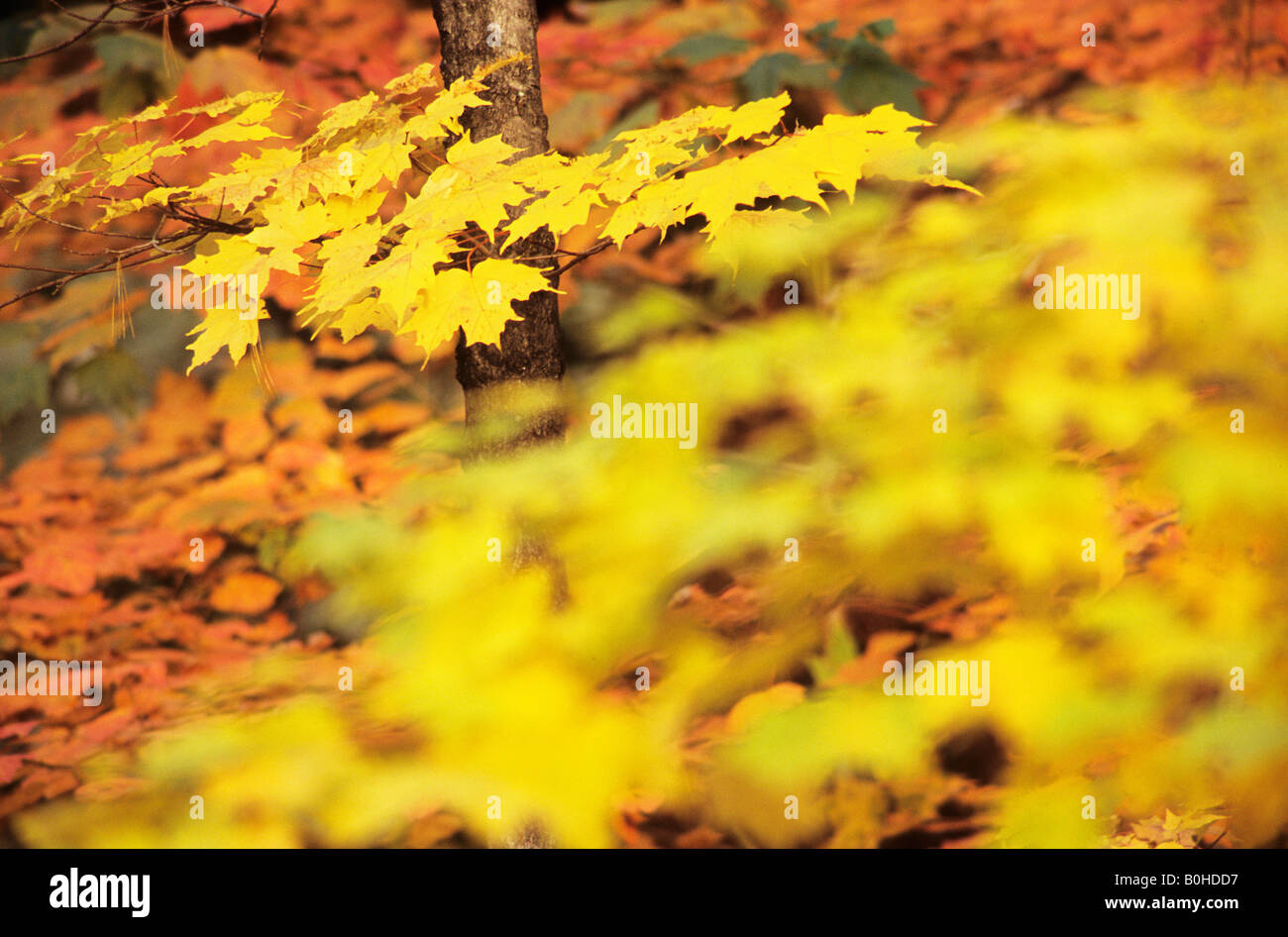 Sugar Maple leaves (Acer saccharum), autumn colours in Eastern Canada ...
