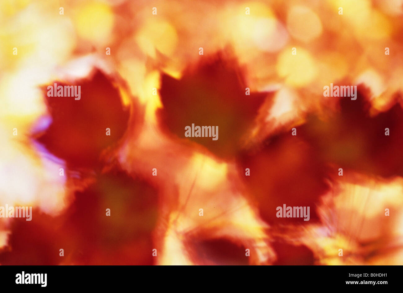 Red and yellow coloured Sugar Maple leaves (Acer saccharum), Indian ...