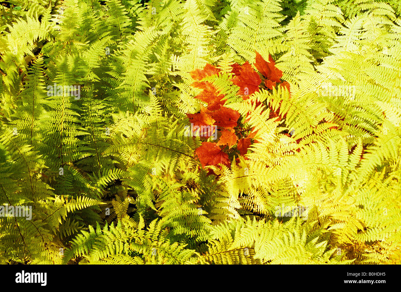 A sugar maple acer saccharum in fall colours hi-res stock photography ...