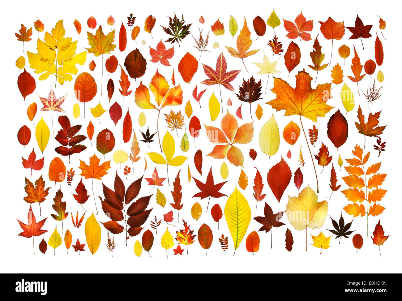 Collection of various autumn coloured leaves Stock Photo - Alamy