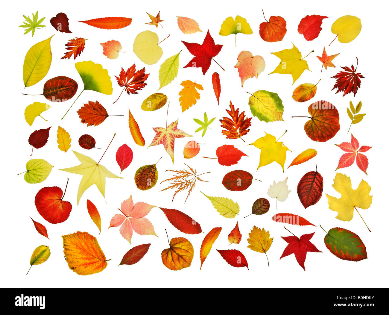 Collection of various autumn coloured leaves Stock Photo - Alamy