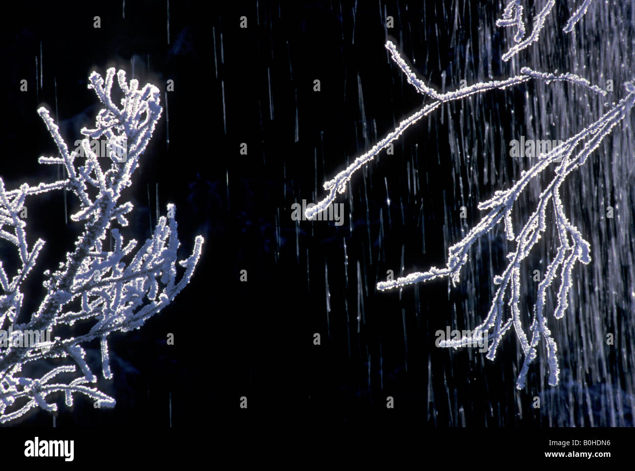 Drops of melting frost falling behind light shining on frost covered ...