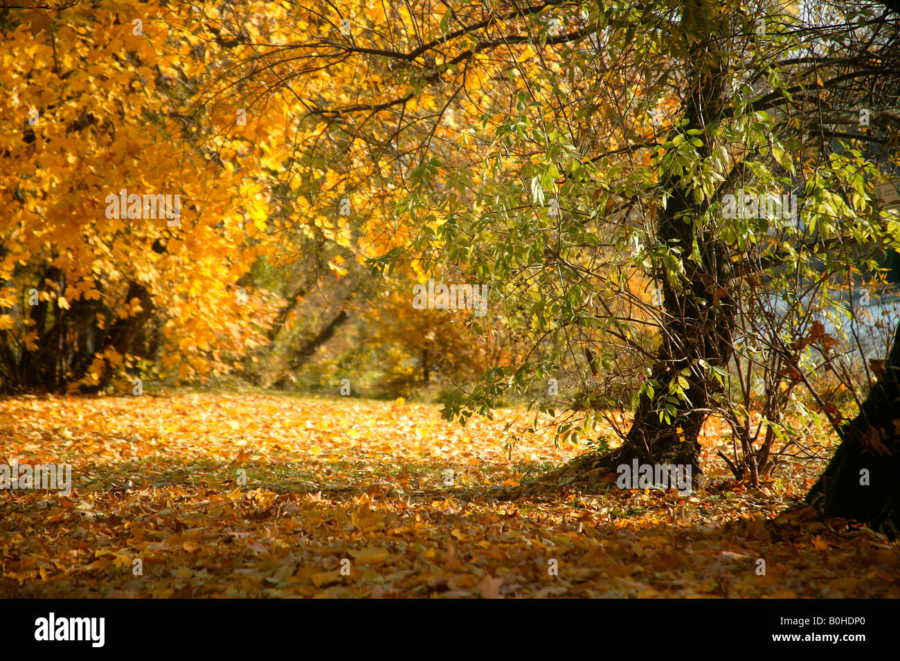 Trees, autumn colours Stock Photo - Alamy