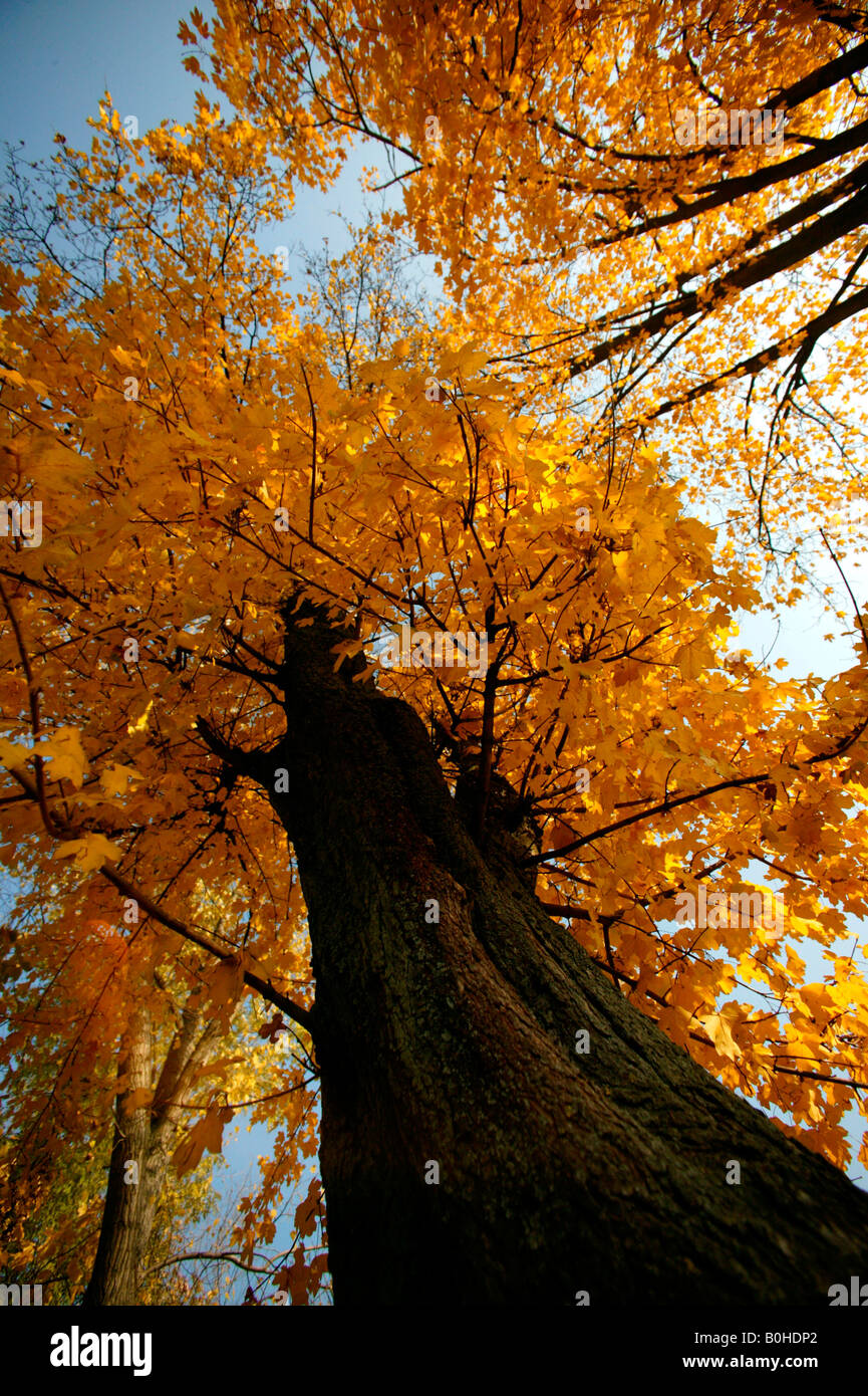 Big leafy trees hi-res stock photography and images - Alamy