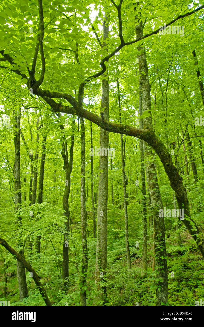 Eastern hardwood forest, Sumpter National Forest North Carolina Stock ...