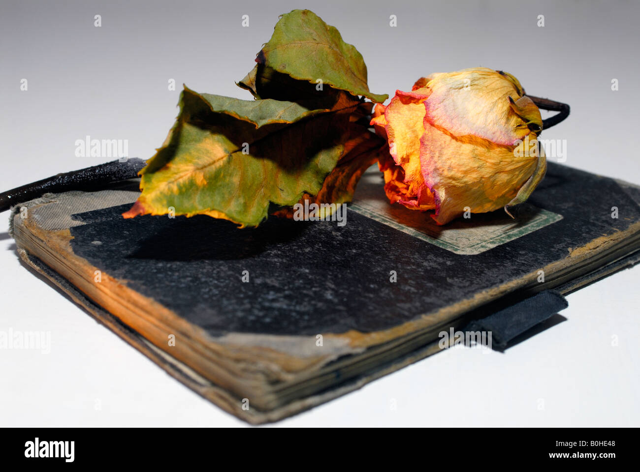 First love rose hi-res stock photography and images - Alamy