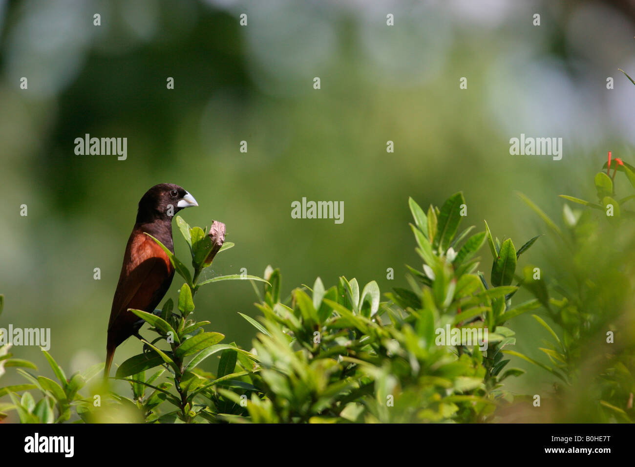 Guindulman hi-res stock photography and images - Alamy