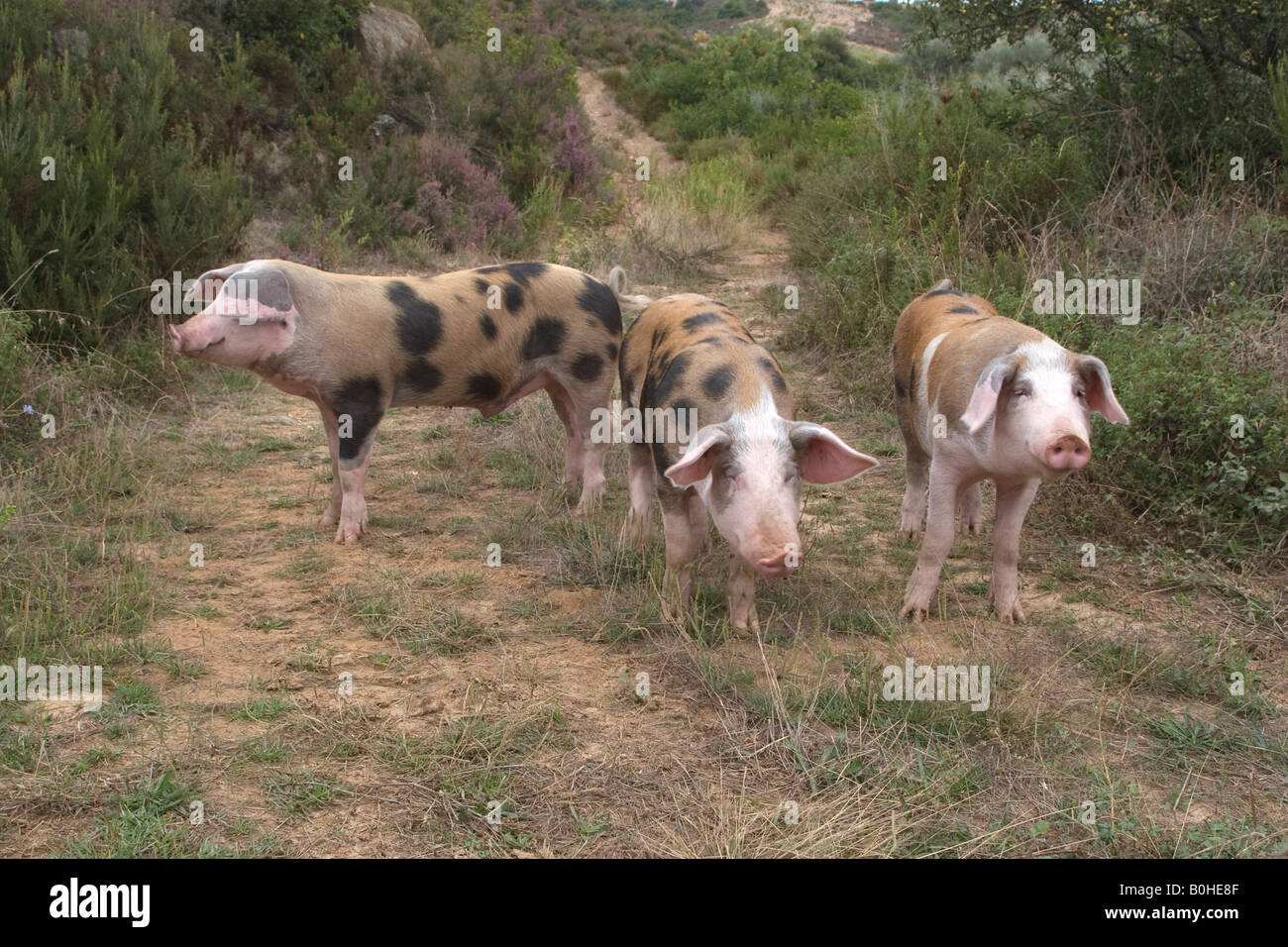 Free-range husbandry of pigs in Chalkidiki, northern Greece Stock Photo ...