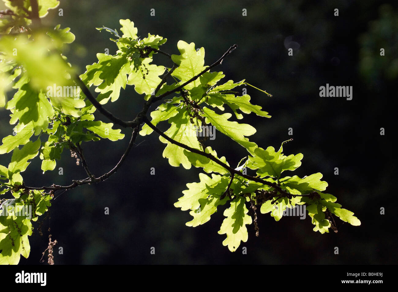 Oak leaves, foliage (Quercus) in backlight Stock Photo - Alamy