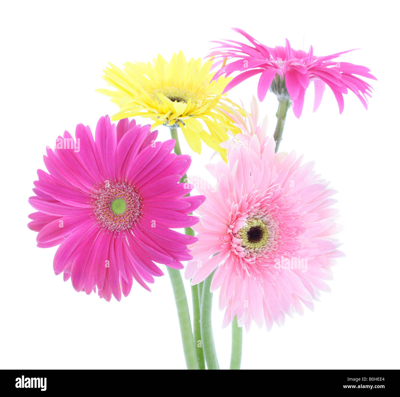 Hot pink daisies hi-res stock photography and images - Alamy