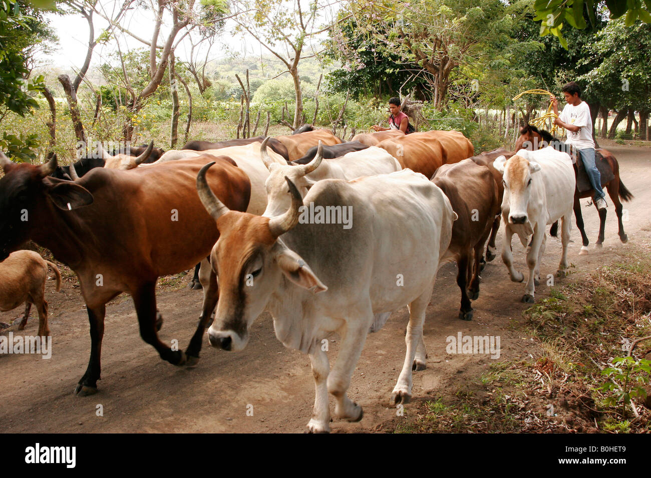Children riding on horseback driving a cattle herd to pasture land on ...