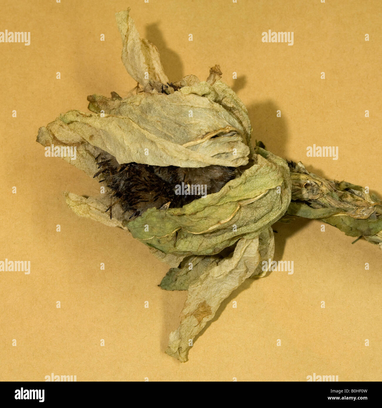 Snow lotus hi-res stock photography and images - Alamy