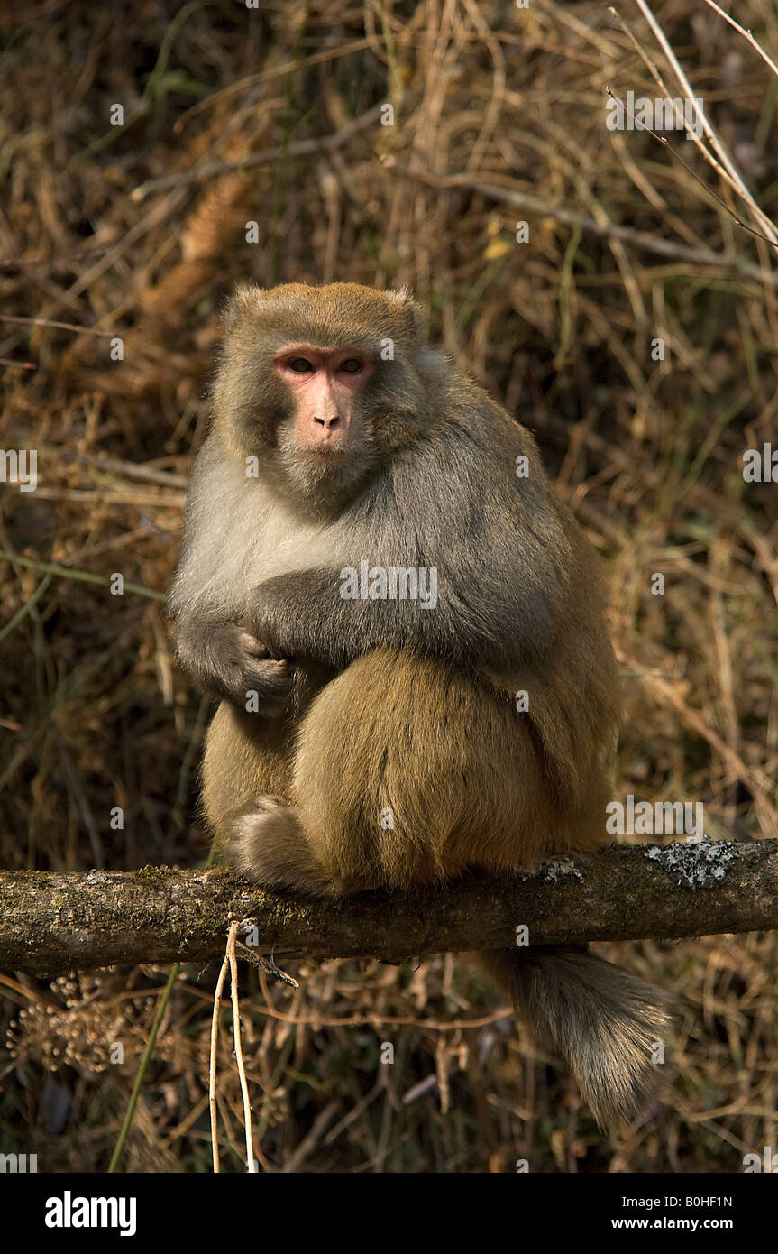 Rhesus macaque monkey Macaca mulatta China Wolong Stock Photo - Alamy
