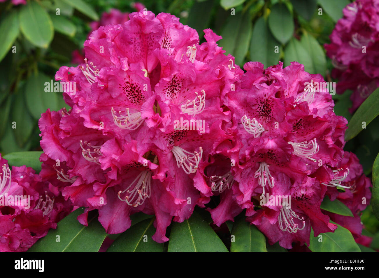 Edwin flowers hi-res stock photography and images - Alamy