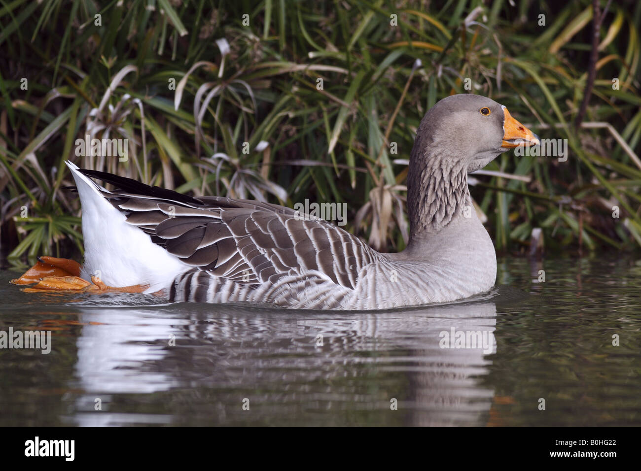 goose swimming in the lake Stock Photo - Alamy
