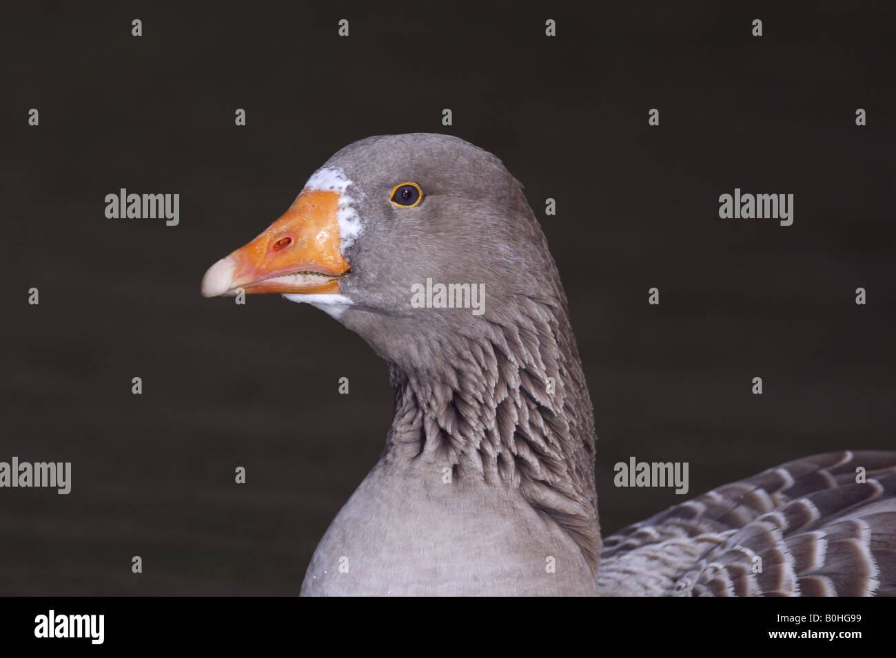 goose swimming in the lake Stock Photo - Alamy