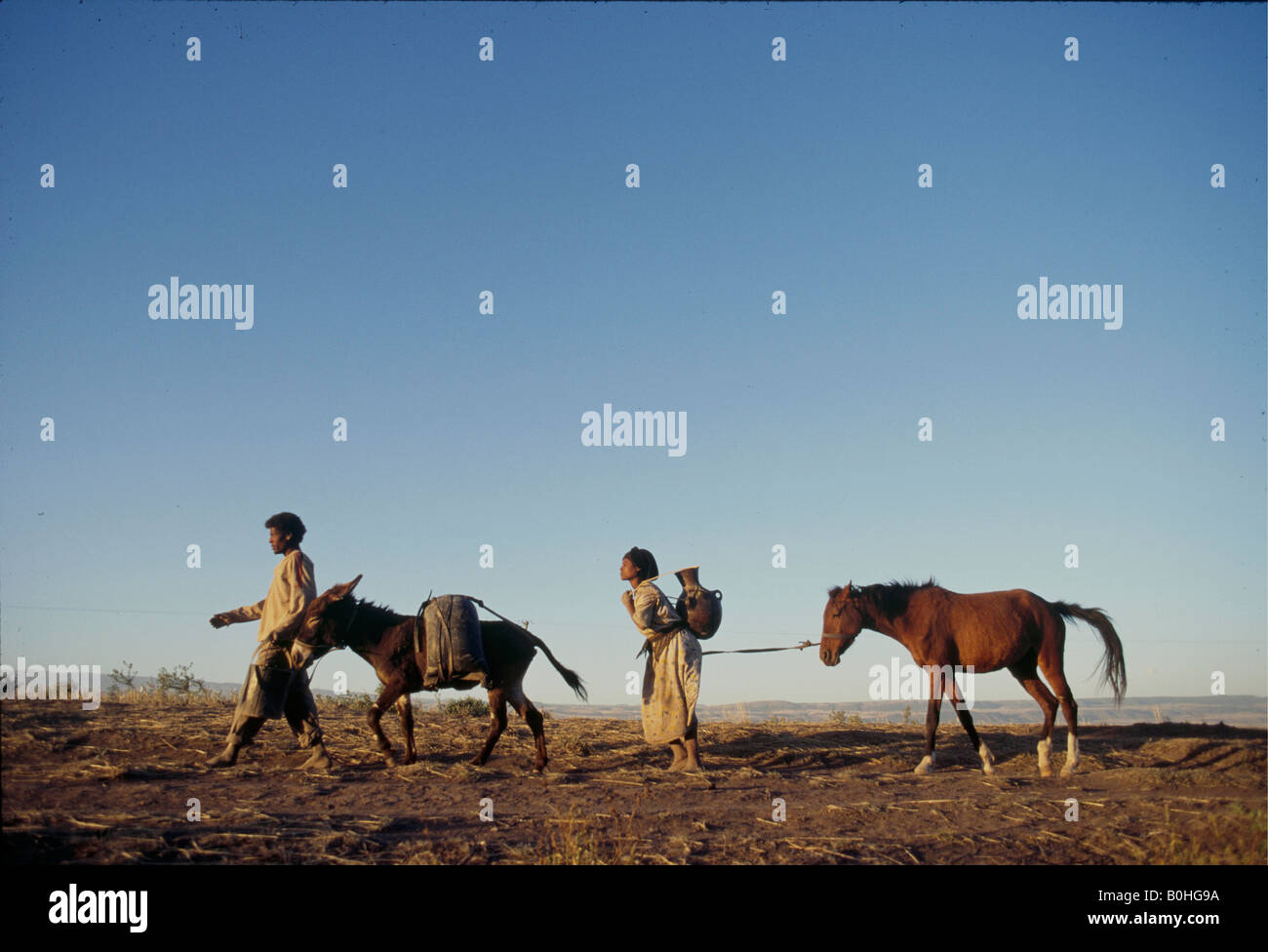 An Ethiopian couple taking their animals to help collect water, Hitosa ...
