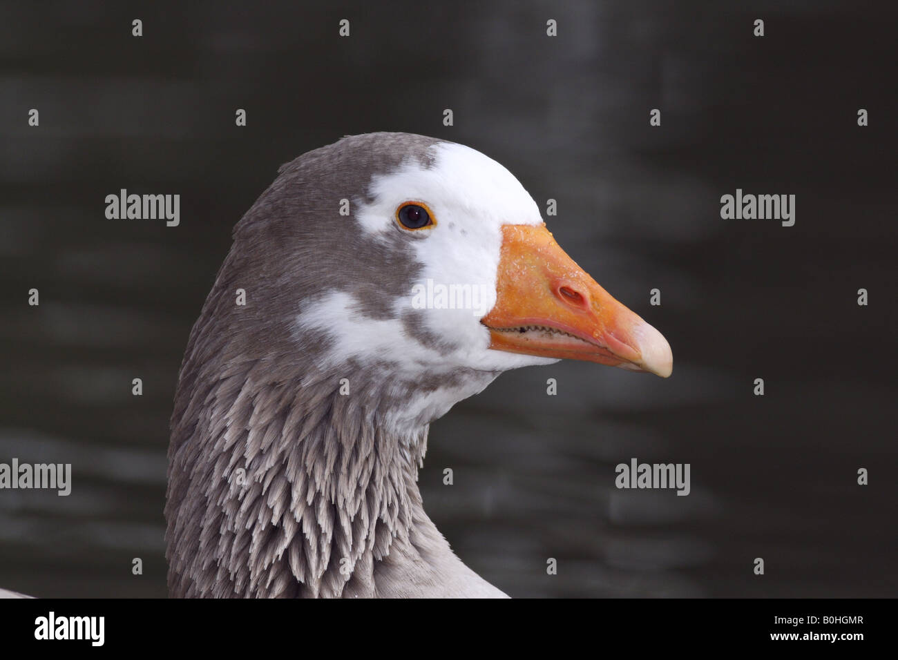 goose swimming in the lake Stock Photo - Alamy