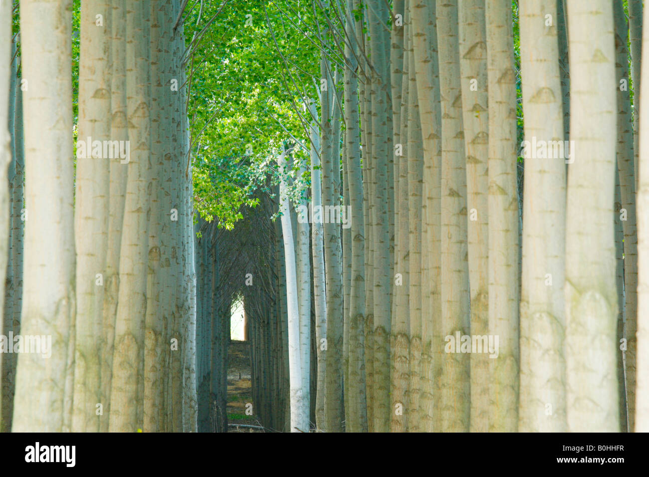 Poplar trees in summer, Oregon Stock Photo - Alamy