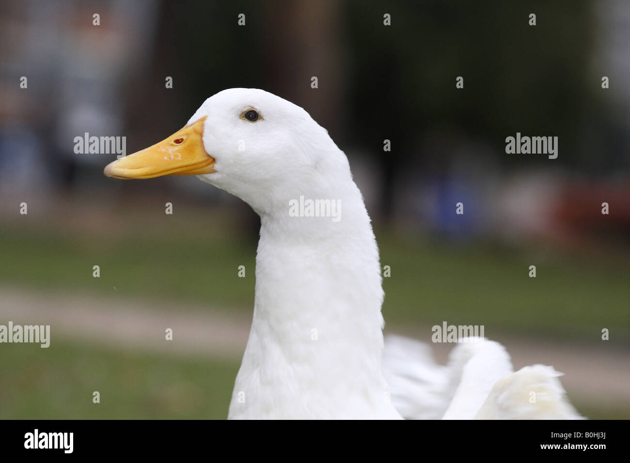 portrait of a goose Stock Photo - Alamy