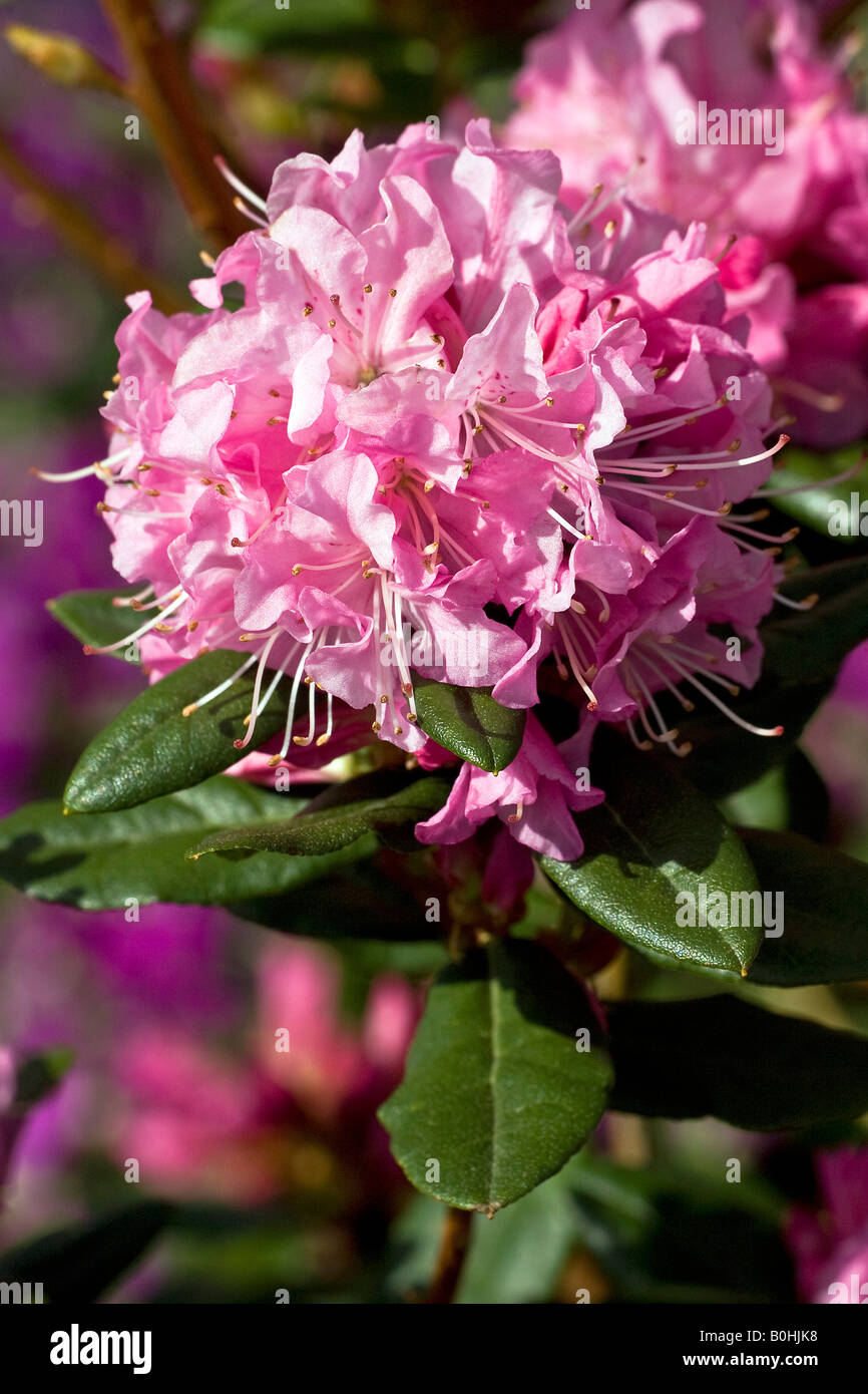 Blossoming Azalea (Rhododendron racemosum), Anna Baldsiefen cultivar ...