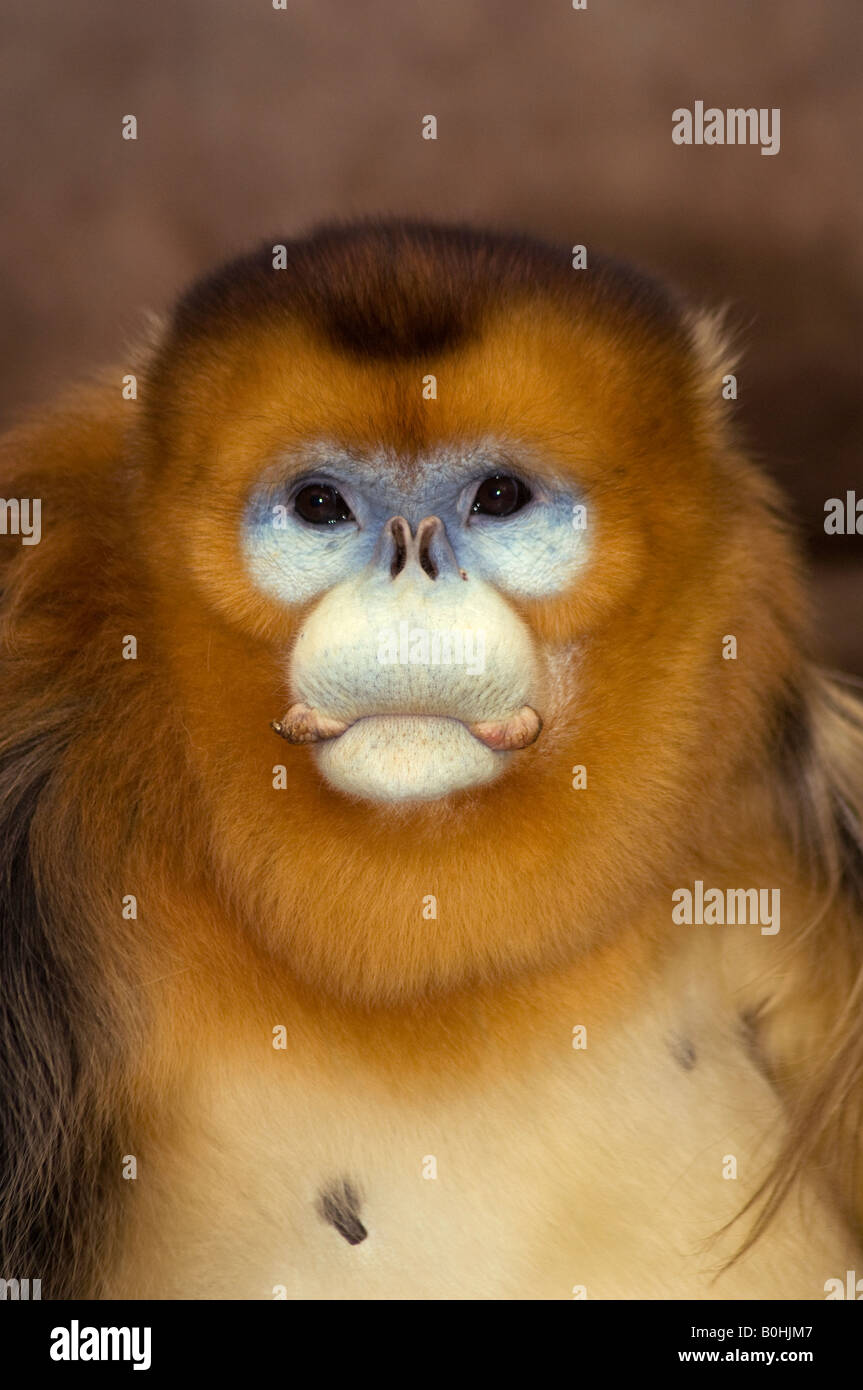 Male golden snub nose monkey Rhinopithecus roxellanae occurs in Hubei ...