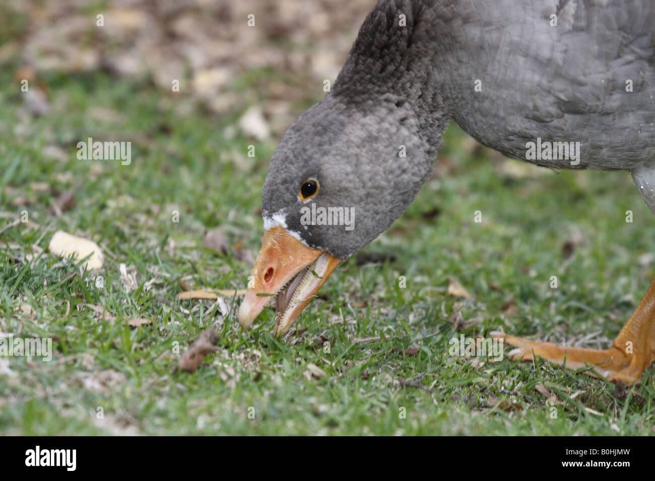 portrait of a goose Stock Photo - Alamy