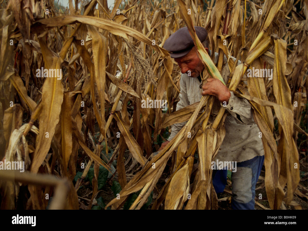 A man harvesting maize, St Gheorghe, Romania Stock Photo - Alamy