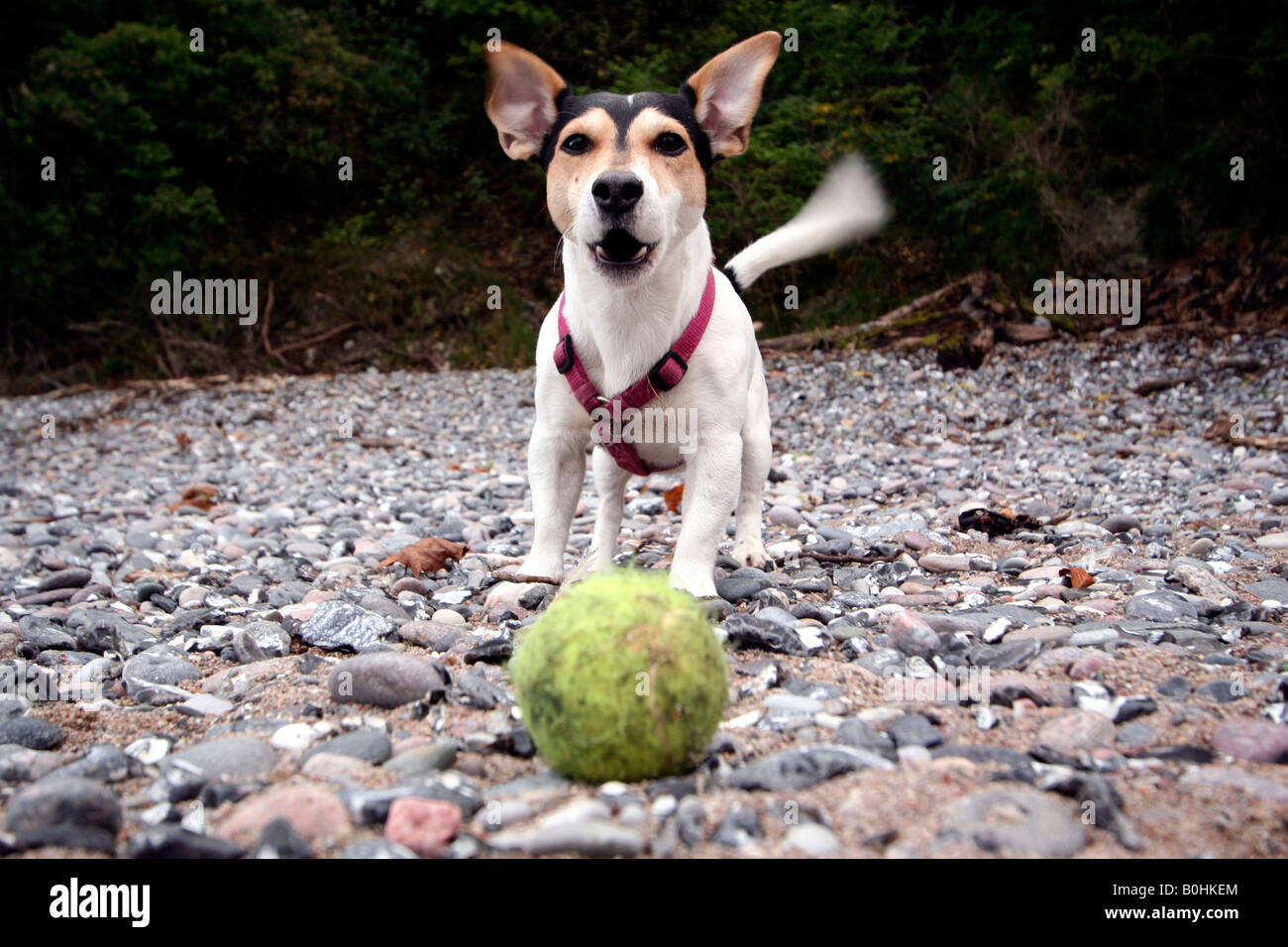 Jack Russell running after a ball Stock Photo - Alamy