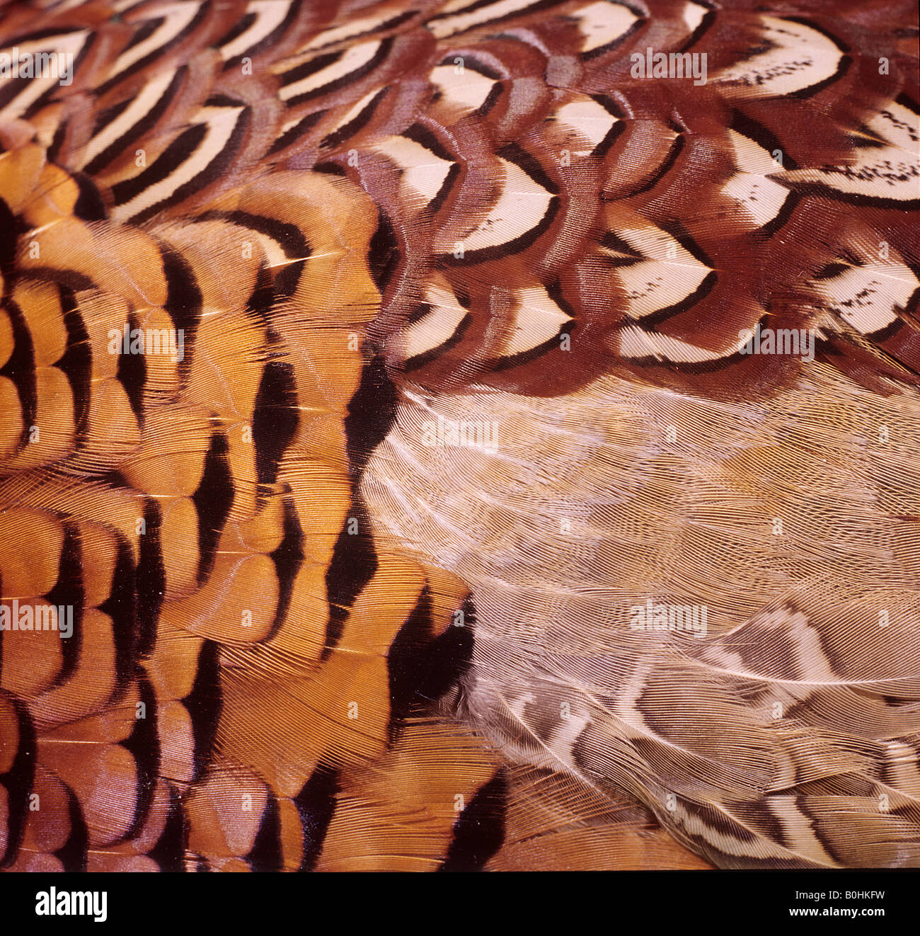 Brightly coloured contour feathers of cock pheasant Phasianus colchicus ...