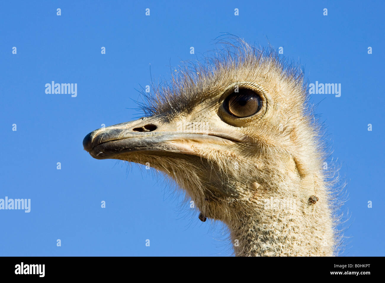 Ostrich head hi-res stock photography and images - Alamy