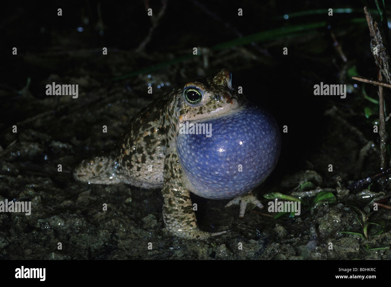 Natterjack Toad (Bufo calamita, Epidalea calamita), calling, distended ...