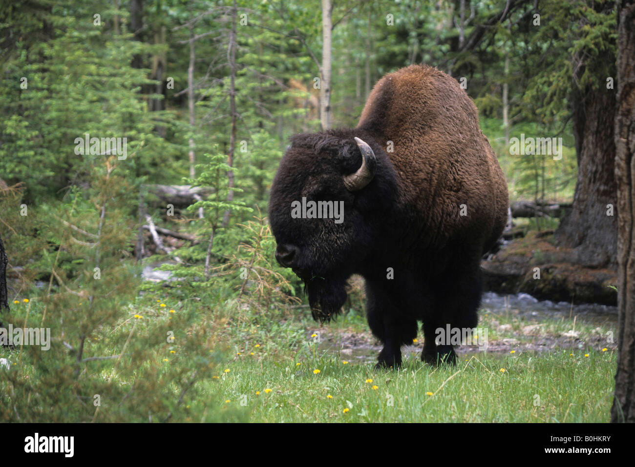 American Bison or American Buffalo (Bison bison), Wood Buffalo National ...