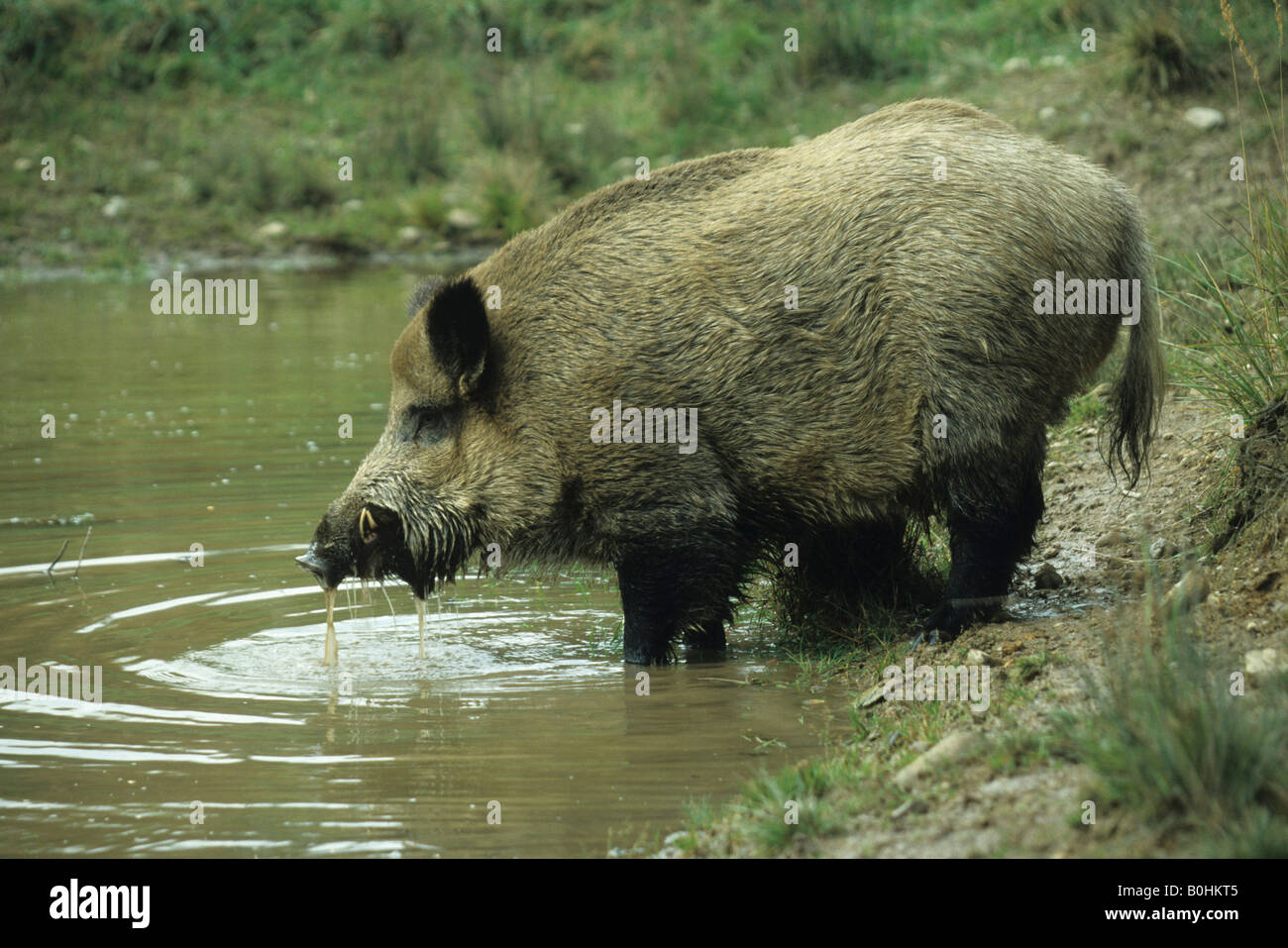 Sus s hi-res stock photography and images - Alamy