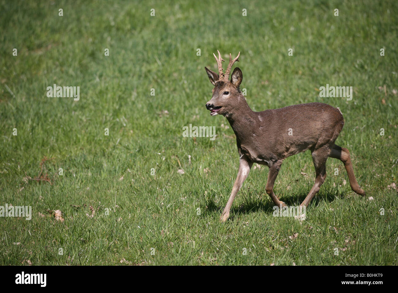 European Roe Deer (Capreolus capreolus) buck in springtime Stock Photo ...
