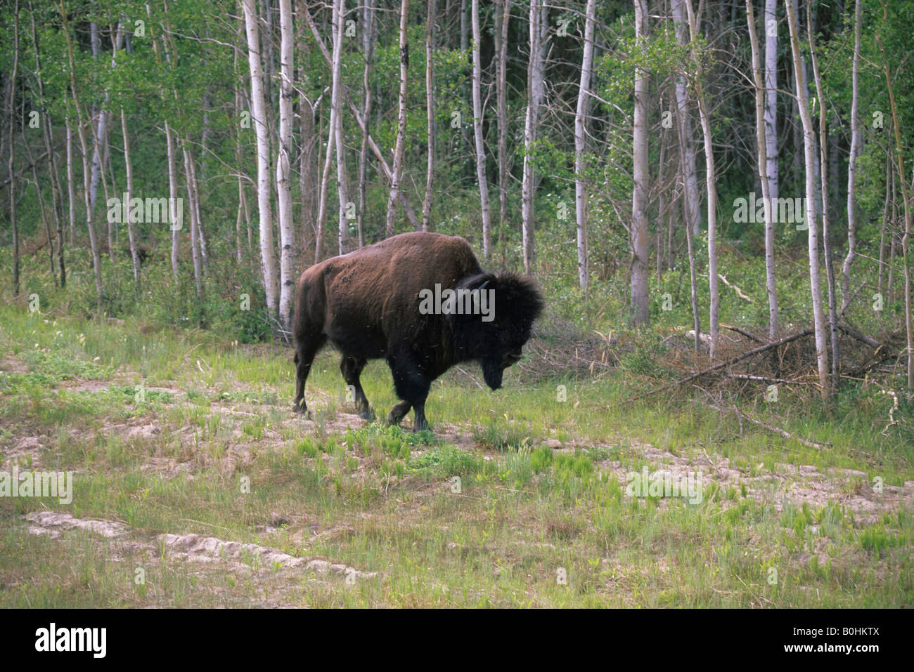 American Bison or Buffalo (Bison bison), Wood Buffalo National Park ...